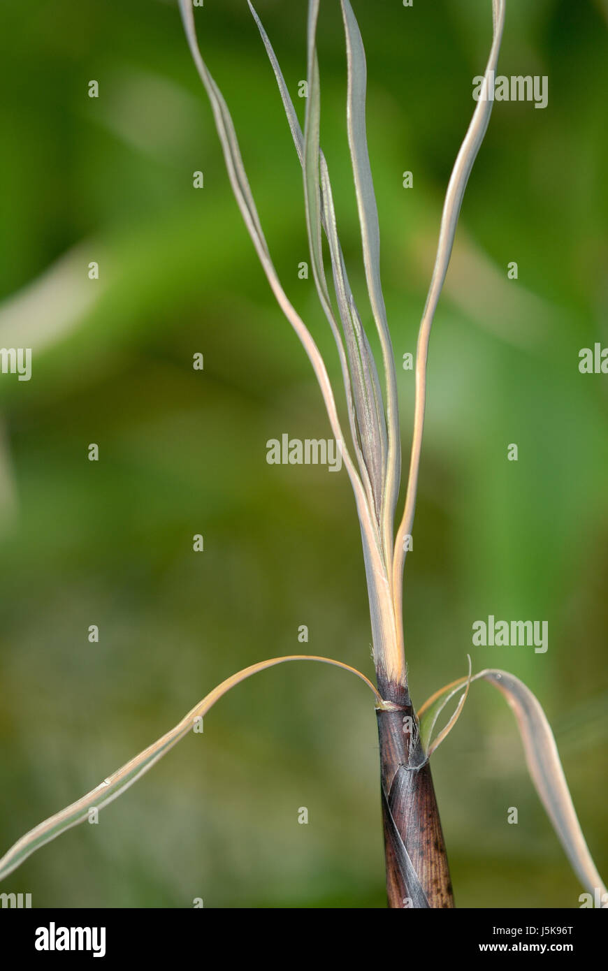 beautiful beauteously nice leaf musical instrument green asia leaves ...