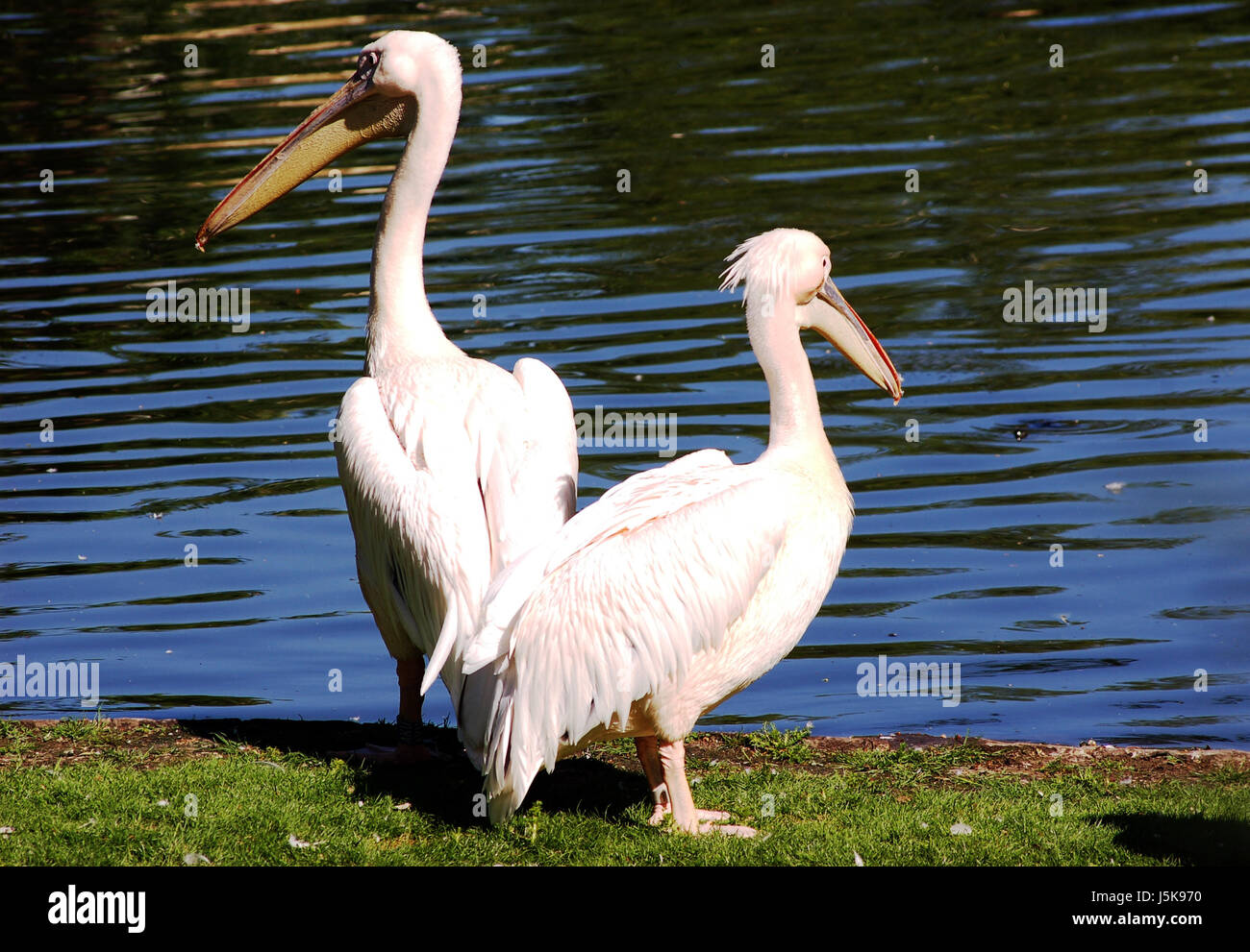 animal bird birds crouch wing radio silence quietness silence beak ...