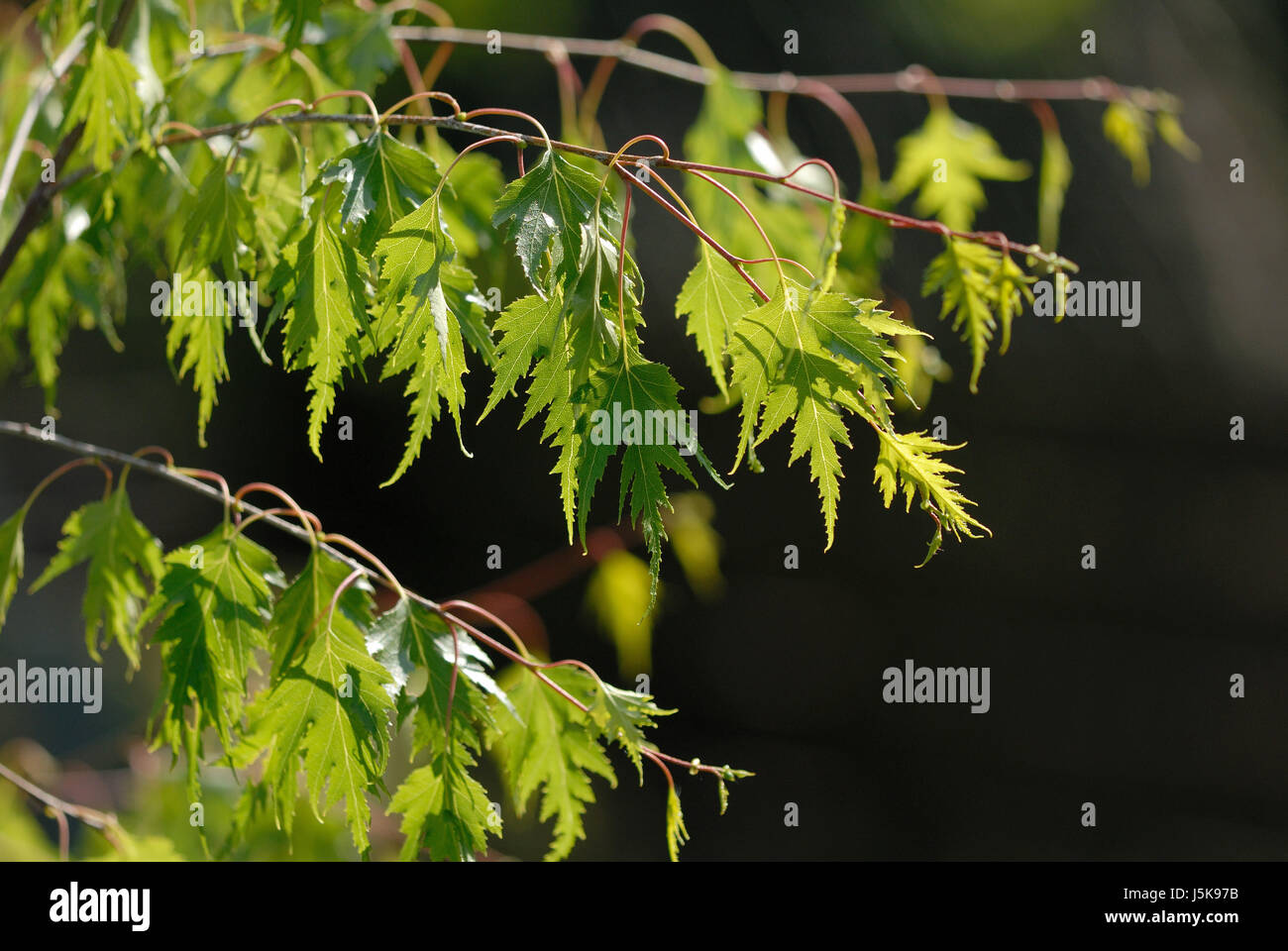 leaf tree green wood deciduous tree flora sweden bark shrub tooth birch ...