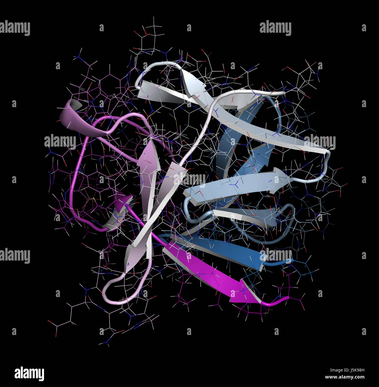 Fibroblast growth factor 1 (FGF1, heparin-binding growth factor 1 ...