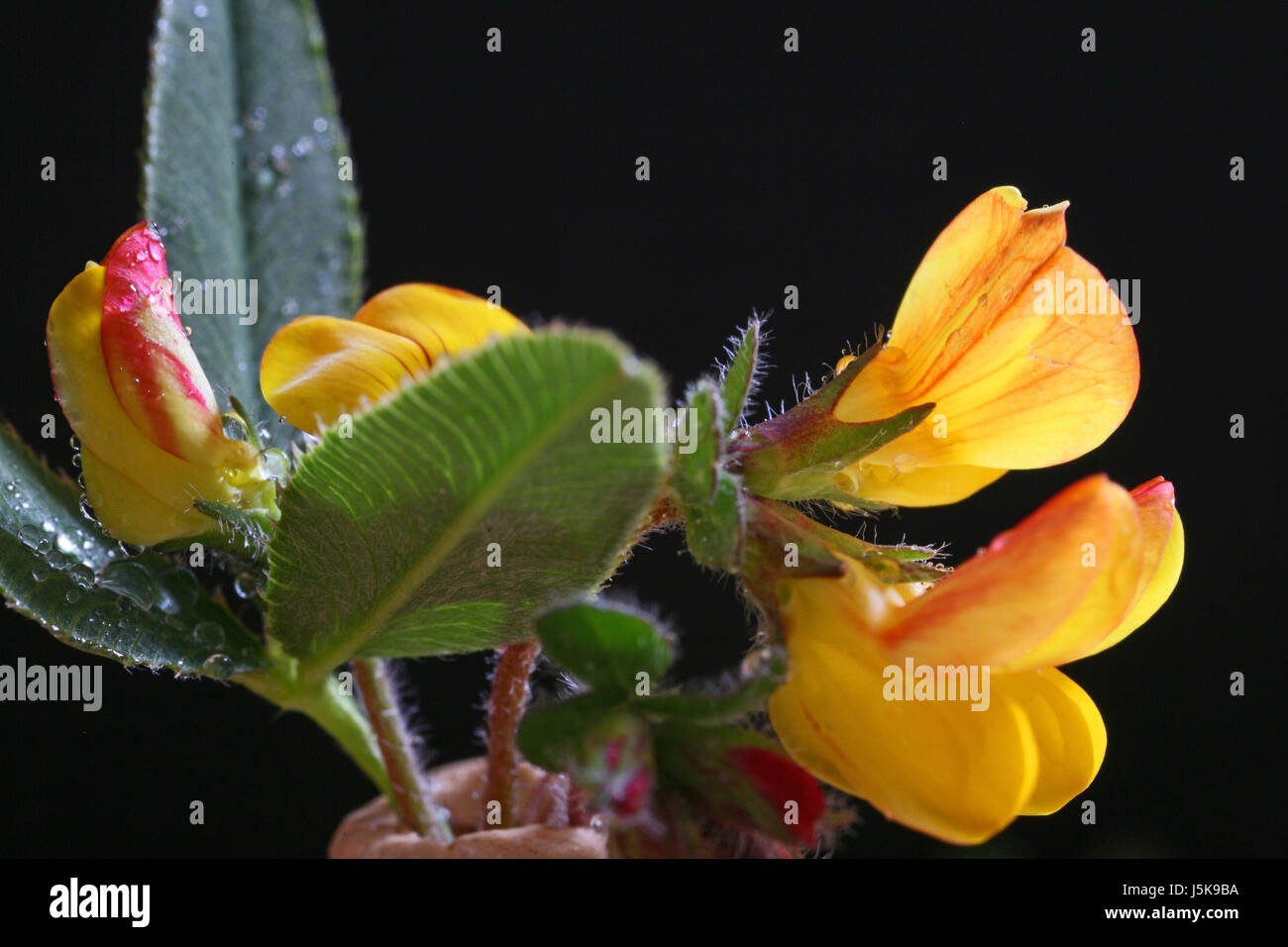 leaf flower plant green bloom blossom flourish flourishing bud ...