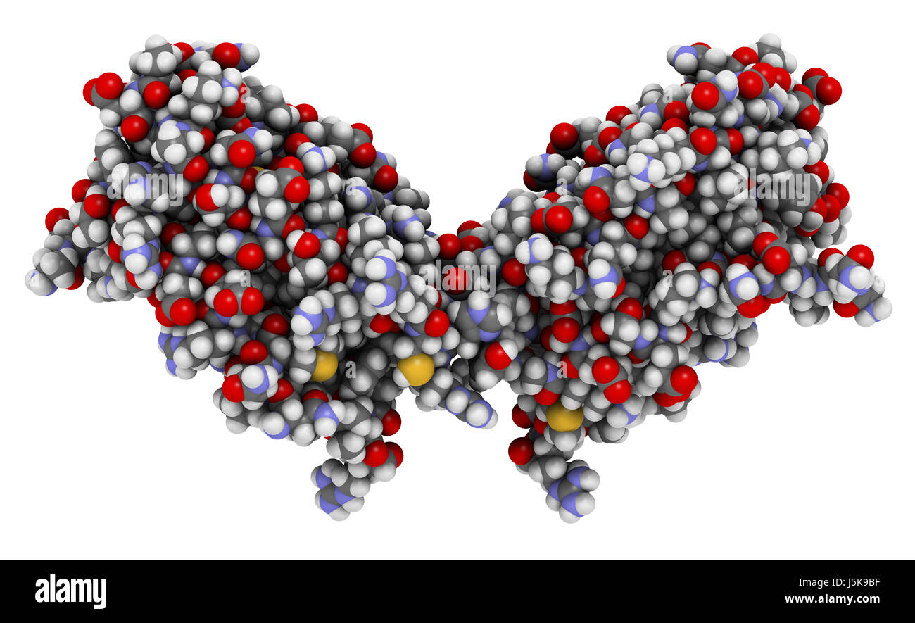 Interleukin 10 (IL-10) cytokine protein. Investigated in the treatment ...