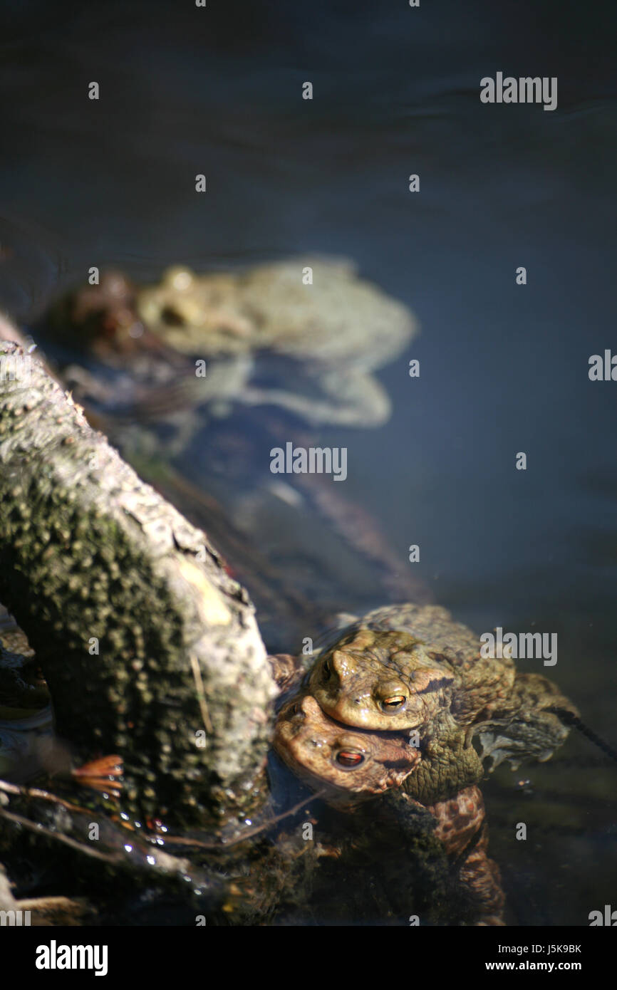 amphibian frog toads fresh water pond water toad frogs spawn ...