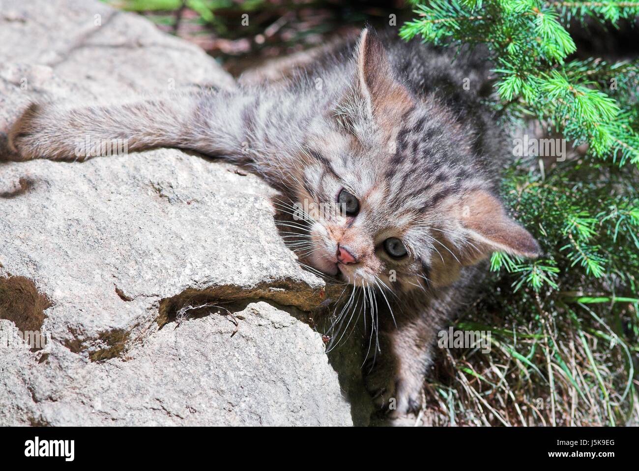 big cat feline predator fall predator rise climb climbing ascend uphill ...