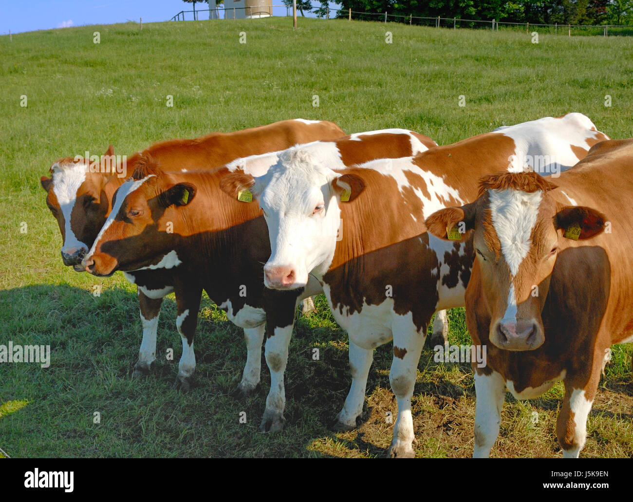 curiosity agriculture farming bavaria cow cows allgu stock farming ...