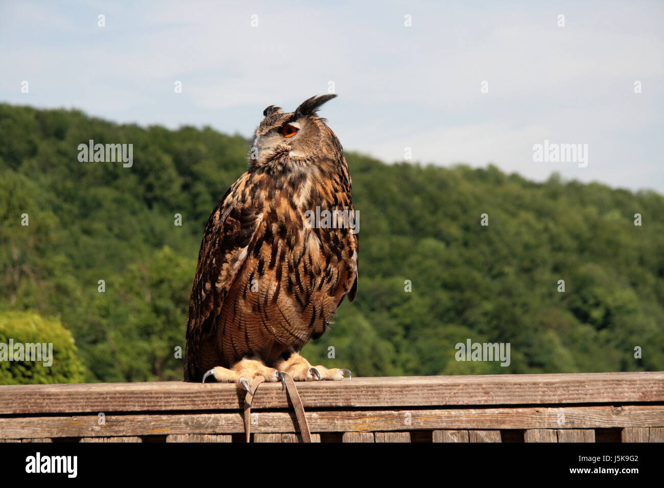 bird portrait eye organ watchful birds animal portrait eyes look ...