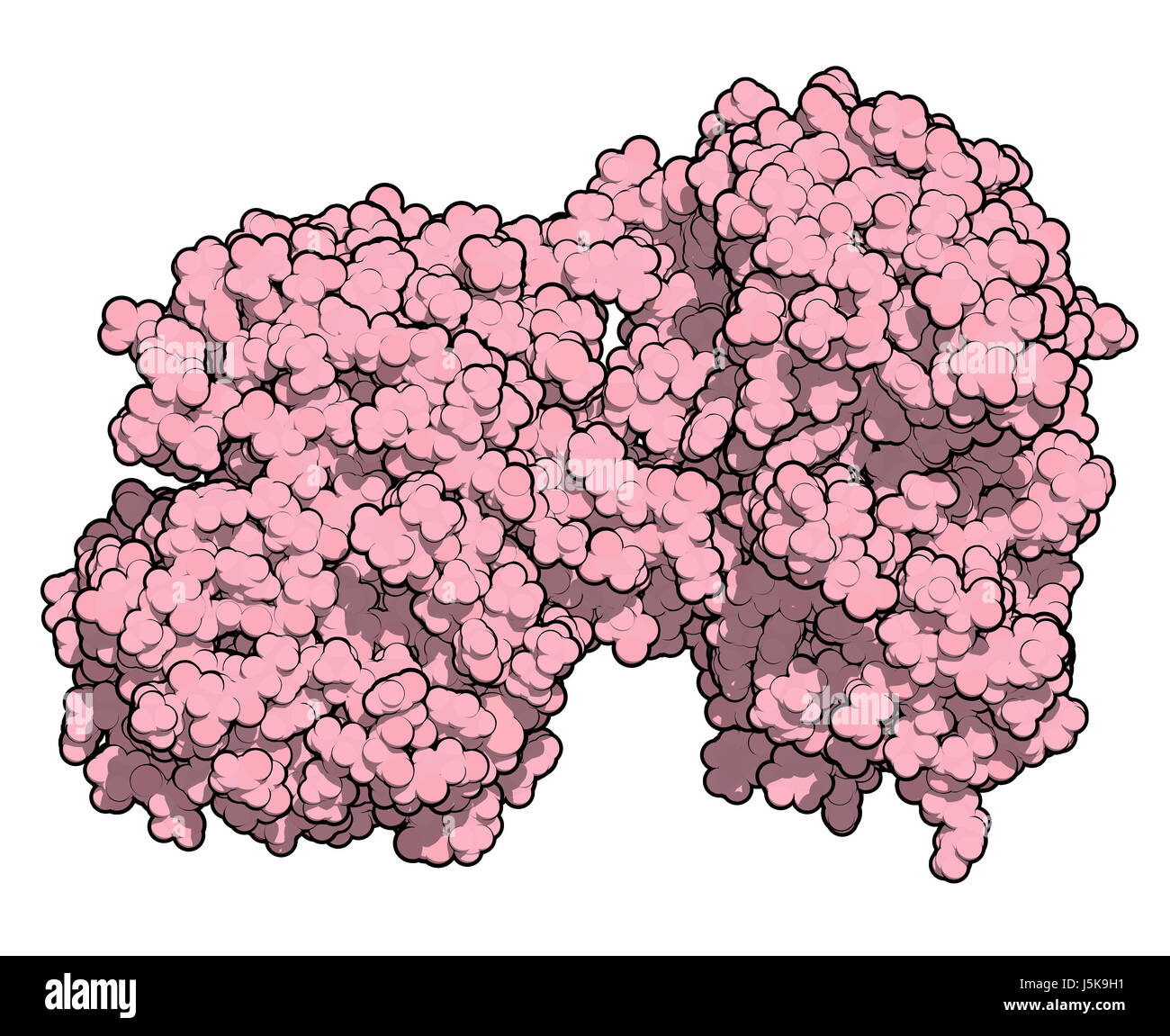 Lactoferrin protein. Lactoferrin is an iron-binding protein that is ...