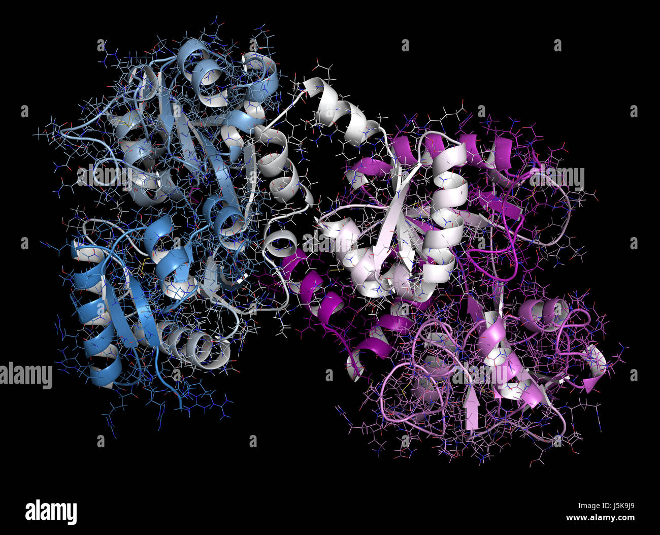 Lactoferrin protein. Lactoferrin is an iron-binding protein that is ...