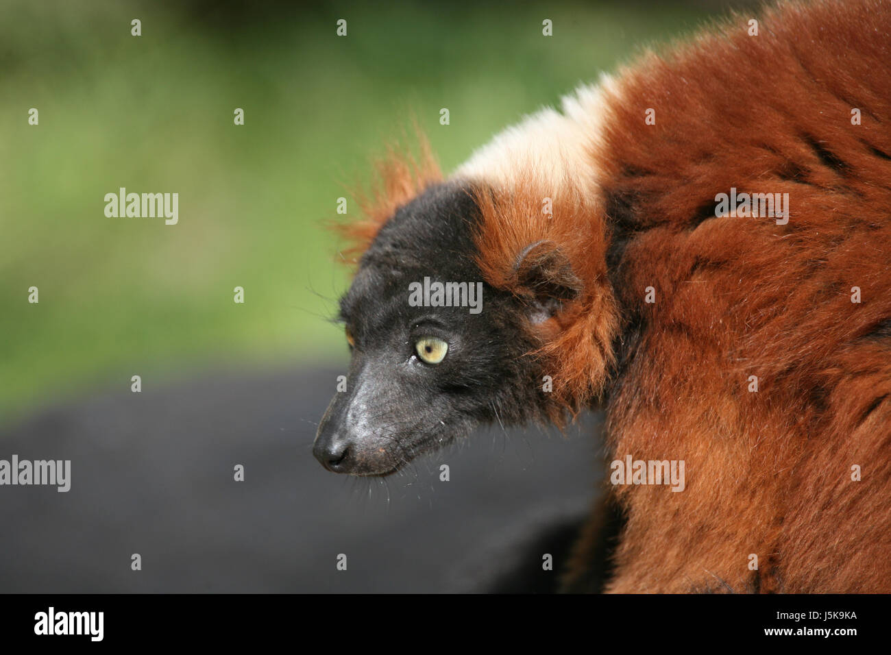 animal monkey blank european caucasian skin hairy rare zoom lemures ...