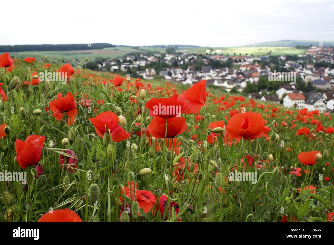 poppy field with village in the background Stock Photo - Alamy