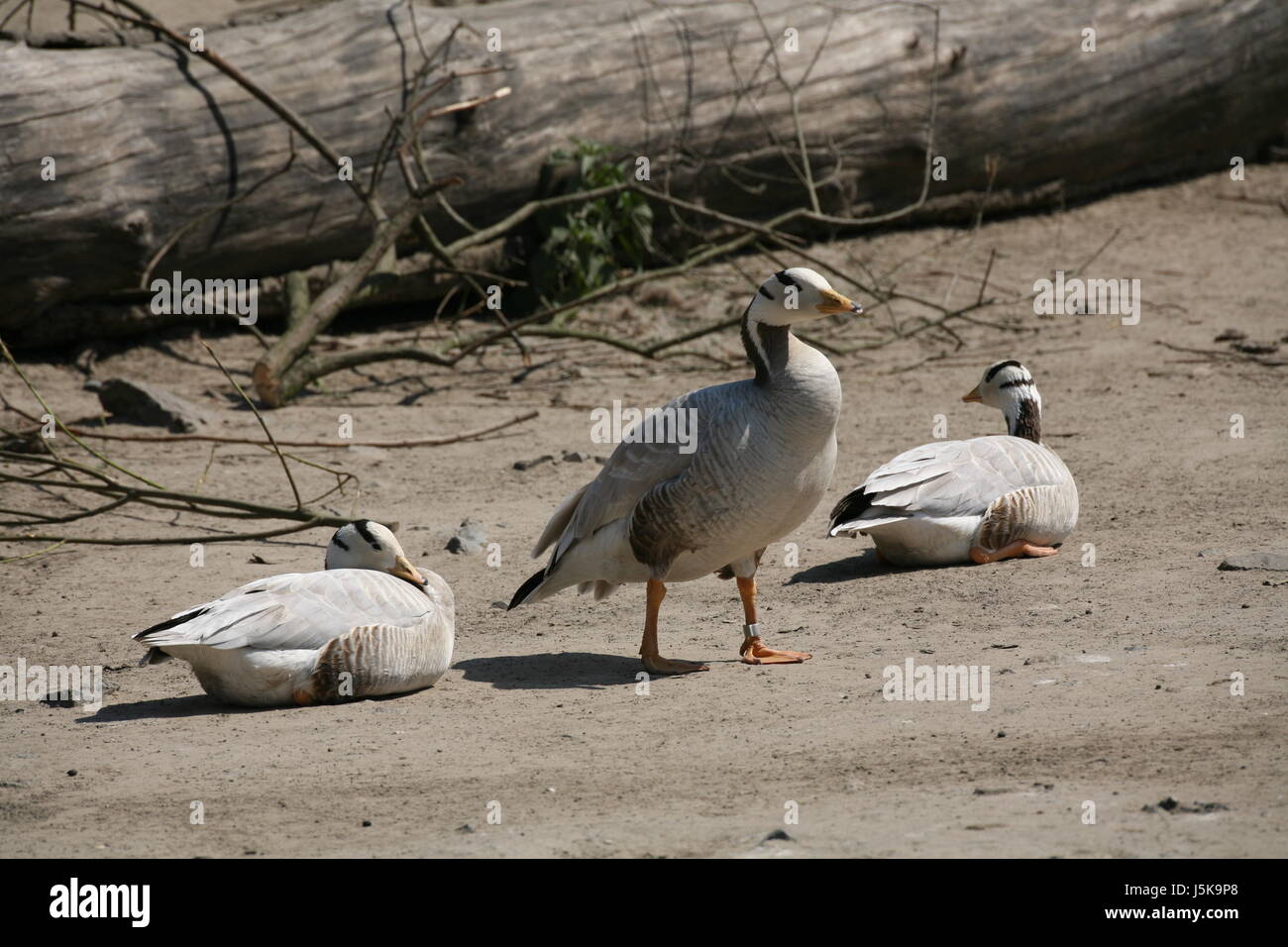 animal pet bird asia animals birds waterfowls geese poultry waterfowl ...