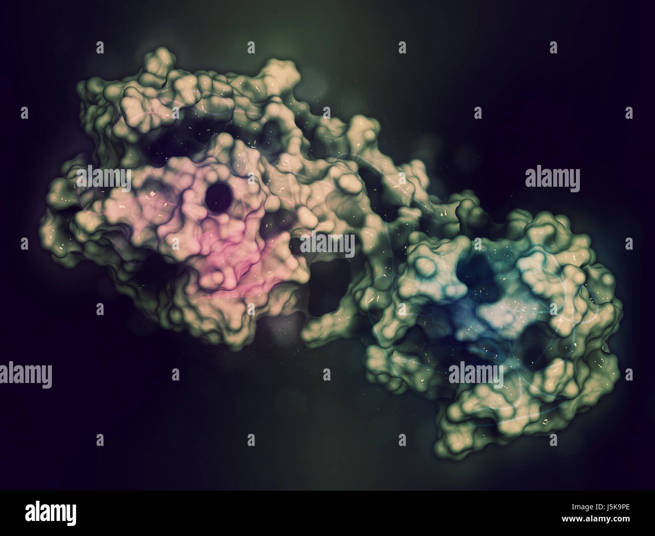 Extracellular matrix hi-res stock photography and images - Alamy