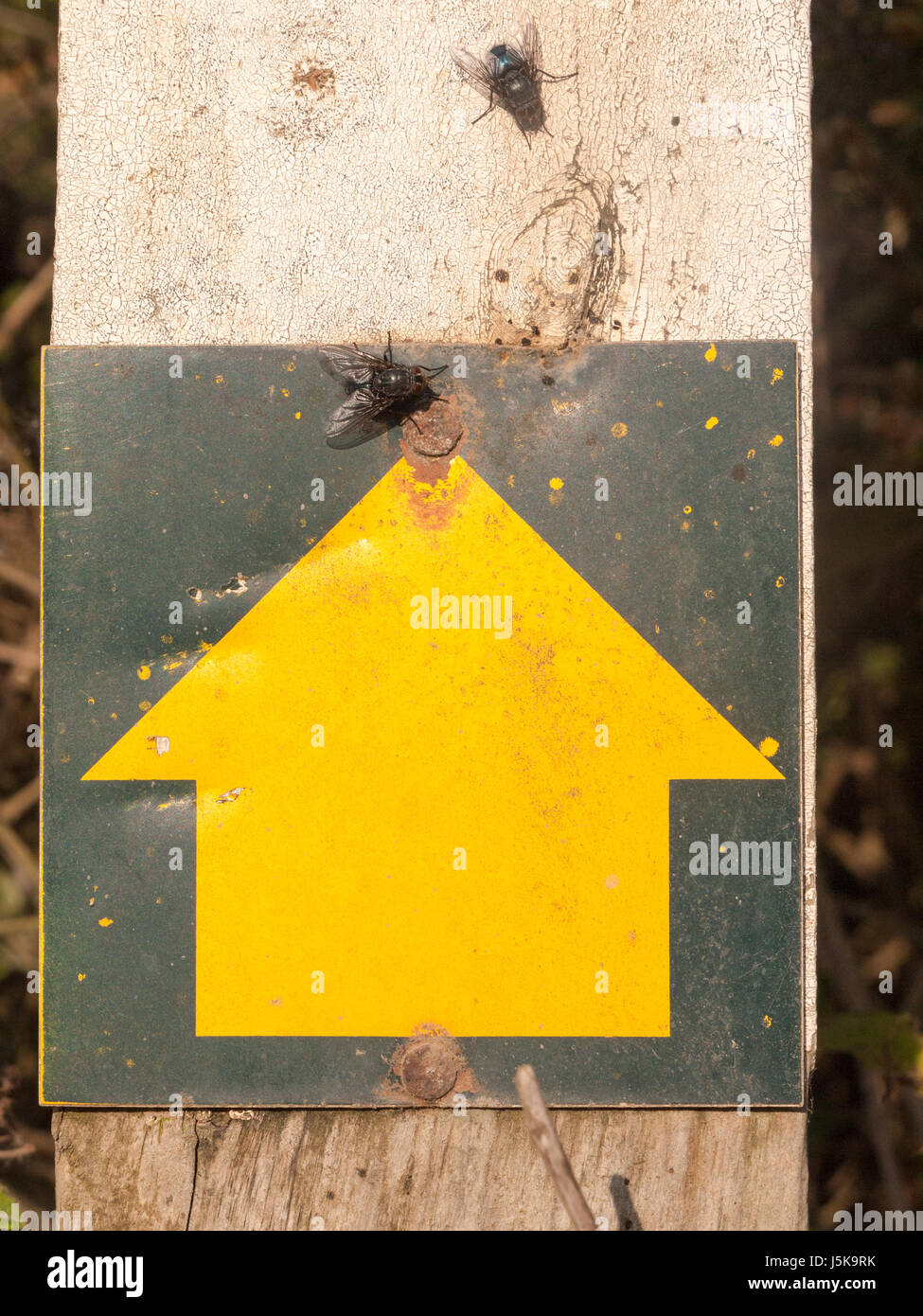 a yellow arrow head sign pointing up on wooden post graphic direction ...