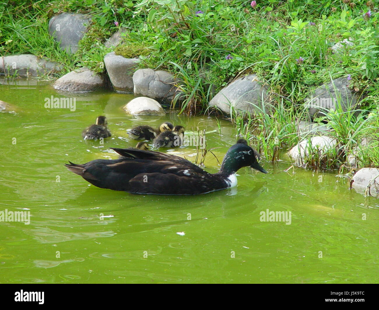Entenkinder hi-res stock photography and images - Alamy