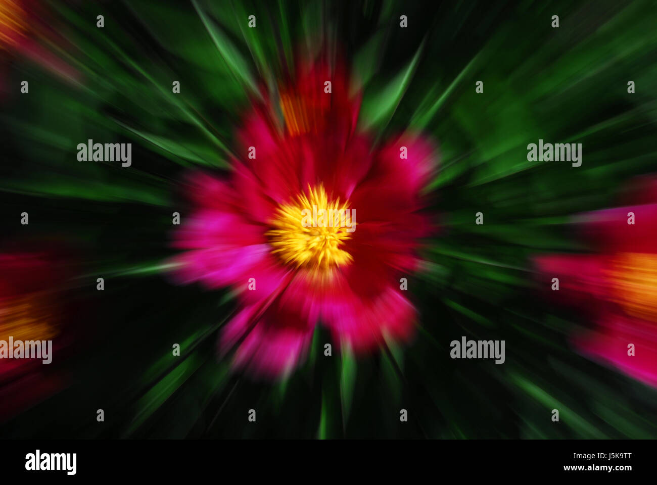 Rose plant movement hi-res stock photography and images - Alamy