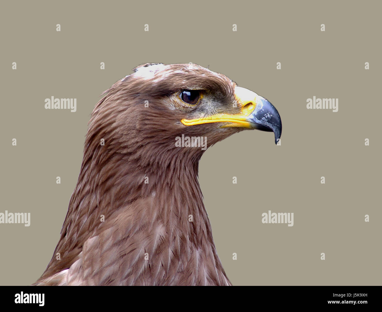 object animal bird eye organ birds falcon look glancing see view ...