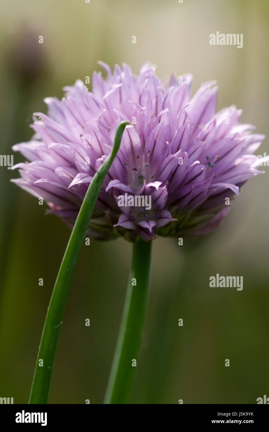 blossoms purple nectar violet culinary herbs bleed leek thick chives ...