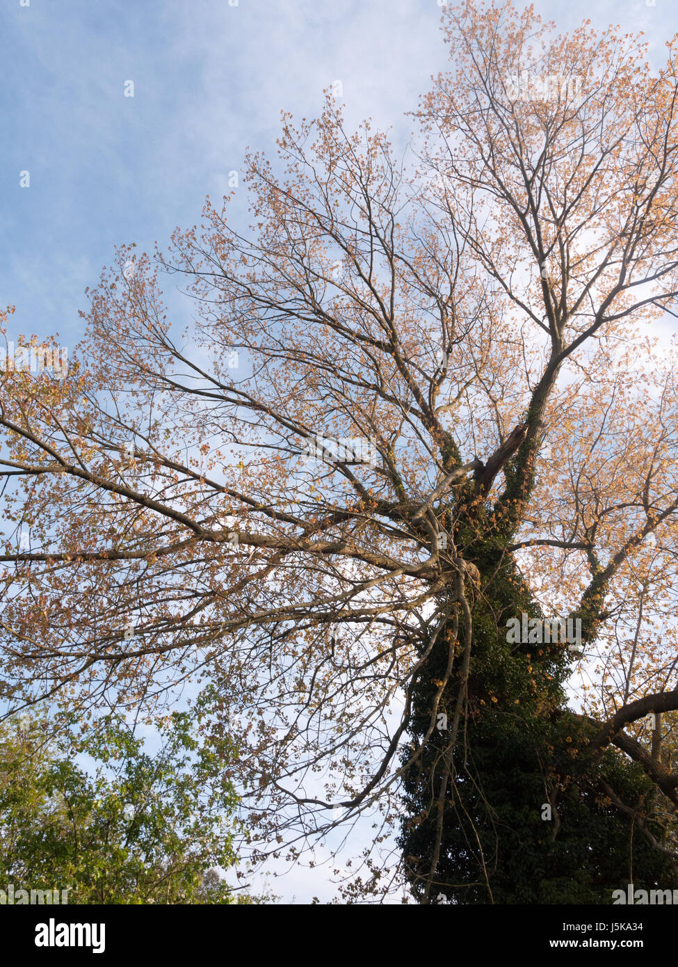 a massive tree point of view bottom taken outside in spring growing ...