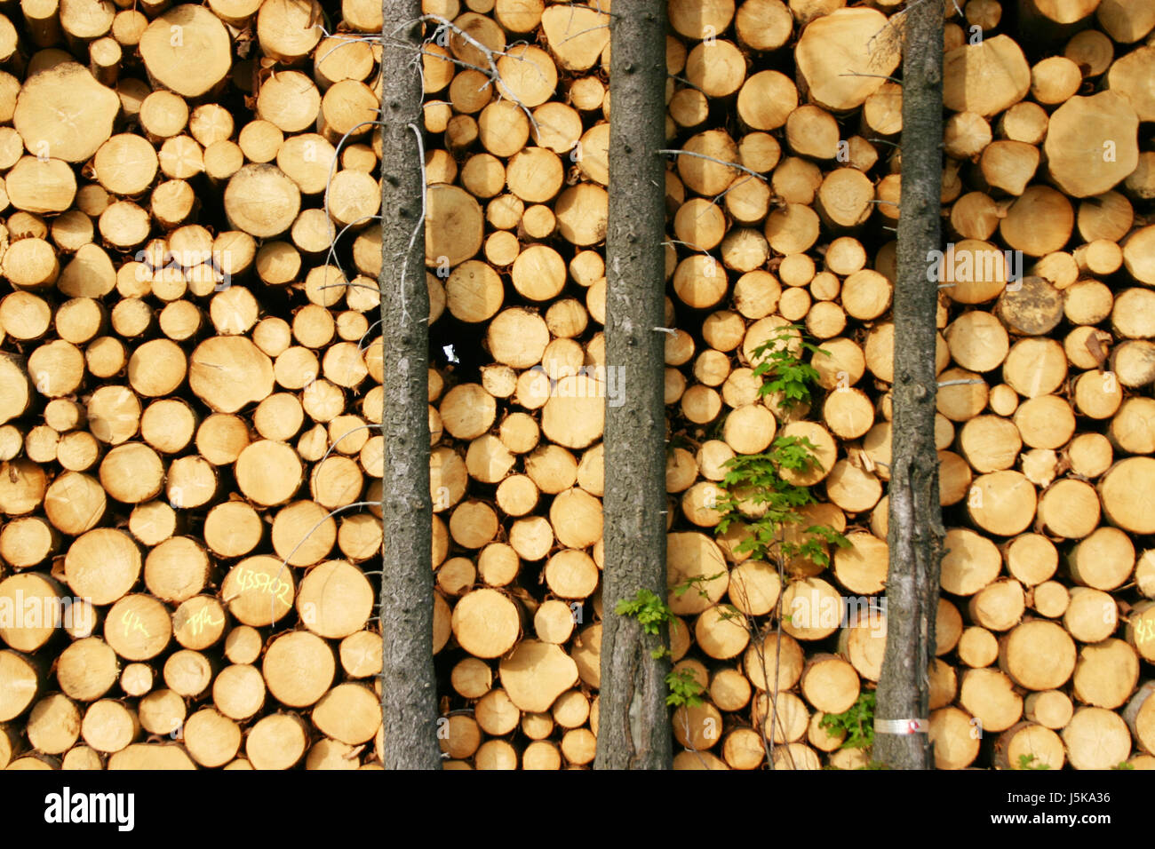 tree wood tribes natural product fir cut raw material annual rings ...