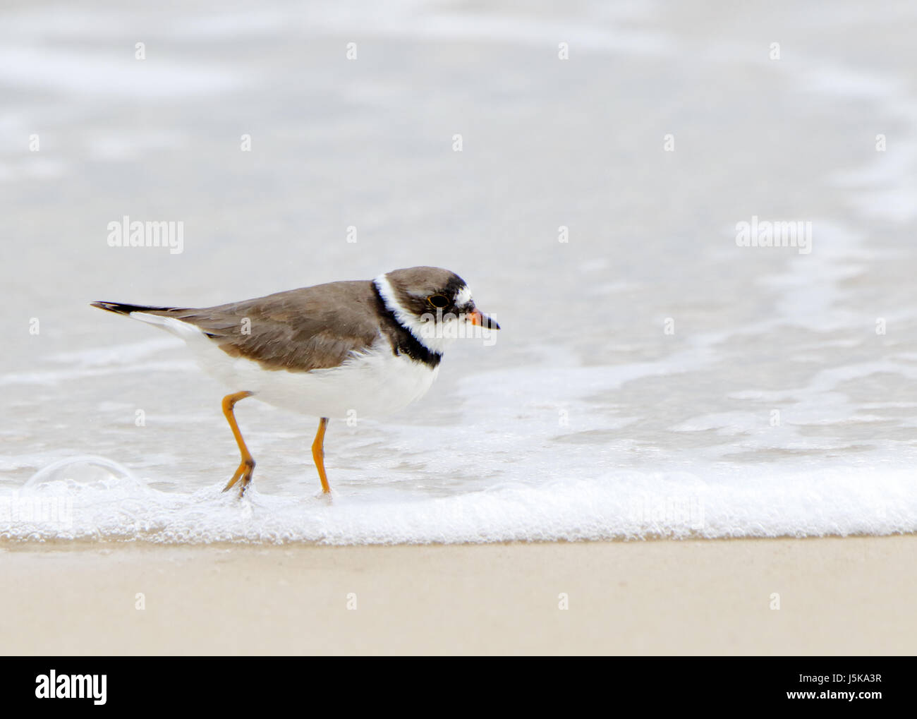 One Shorebird (semipalmated plover) walking in surf Stock Photo - Alamy