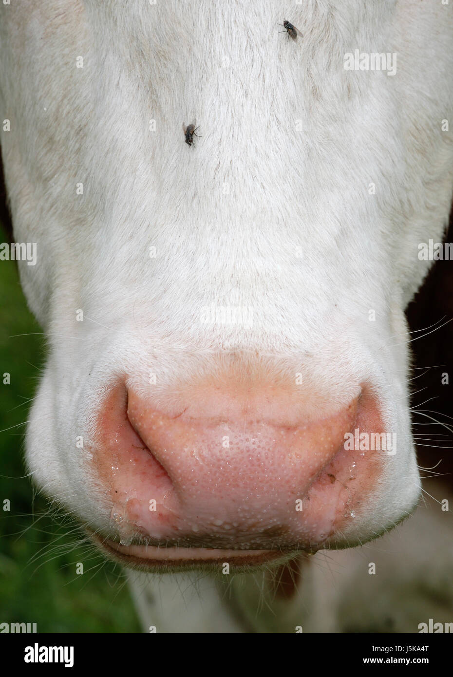 mouth agriculture farming milk fly nose cow bovine cows gnat muzzle ...