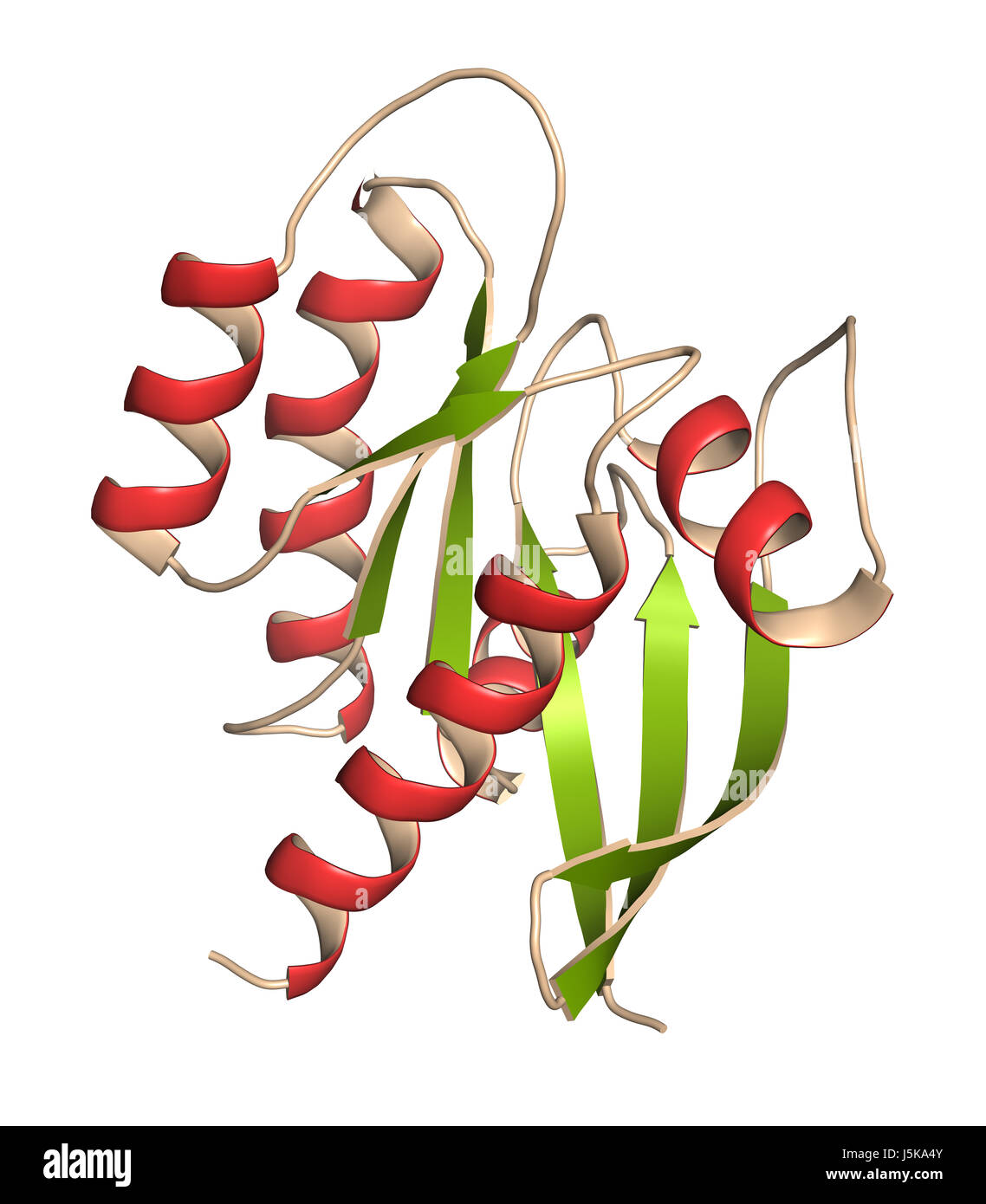 KRAS (Kirsten rat sarcoma viral oncogene homolog, fragment) protein. 3D ...