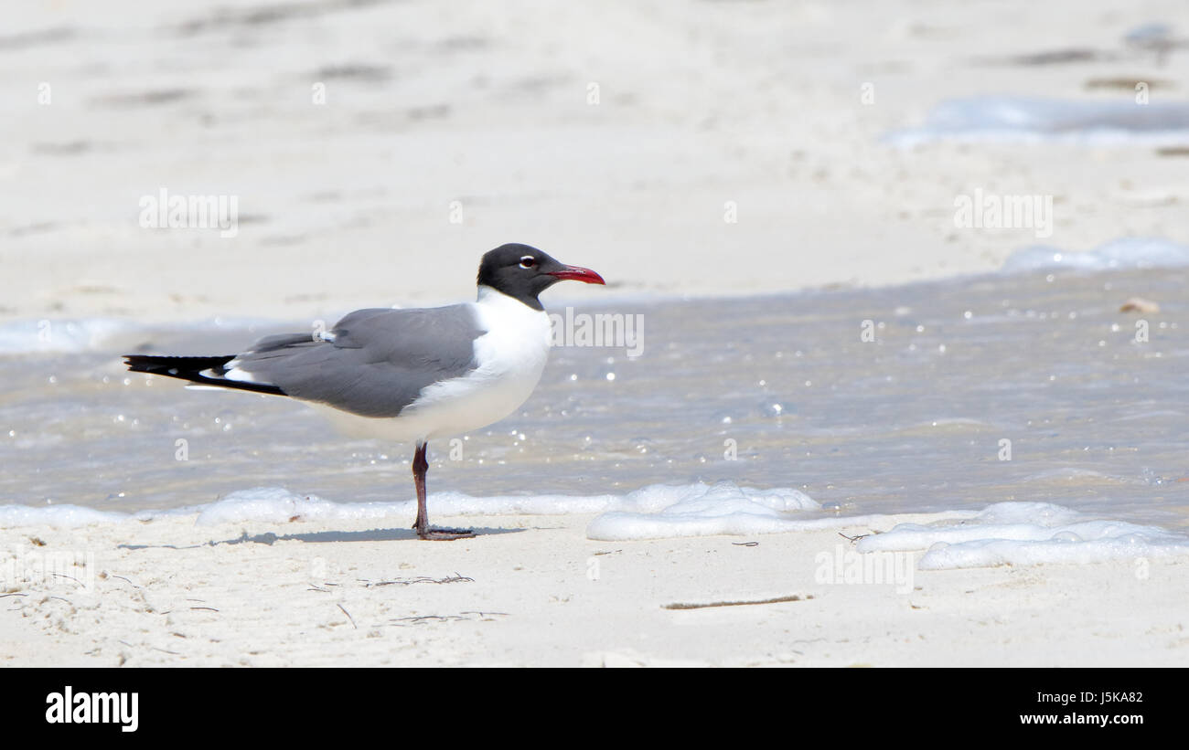 One seagull standing on a beach Stock Photo - Alamy