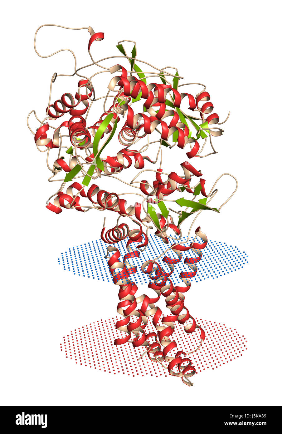 Respiratory electron transport chain hi-res stock photography and ...
