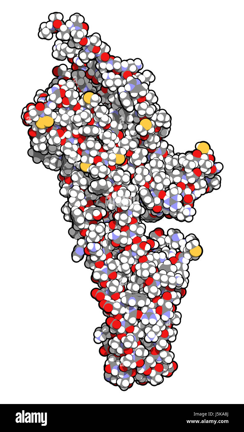 Serotonin receptor 5-HT2B protein. Shown in complex with an LSD ...