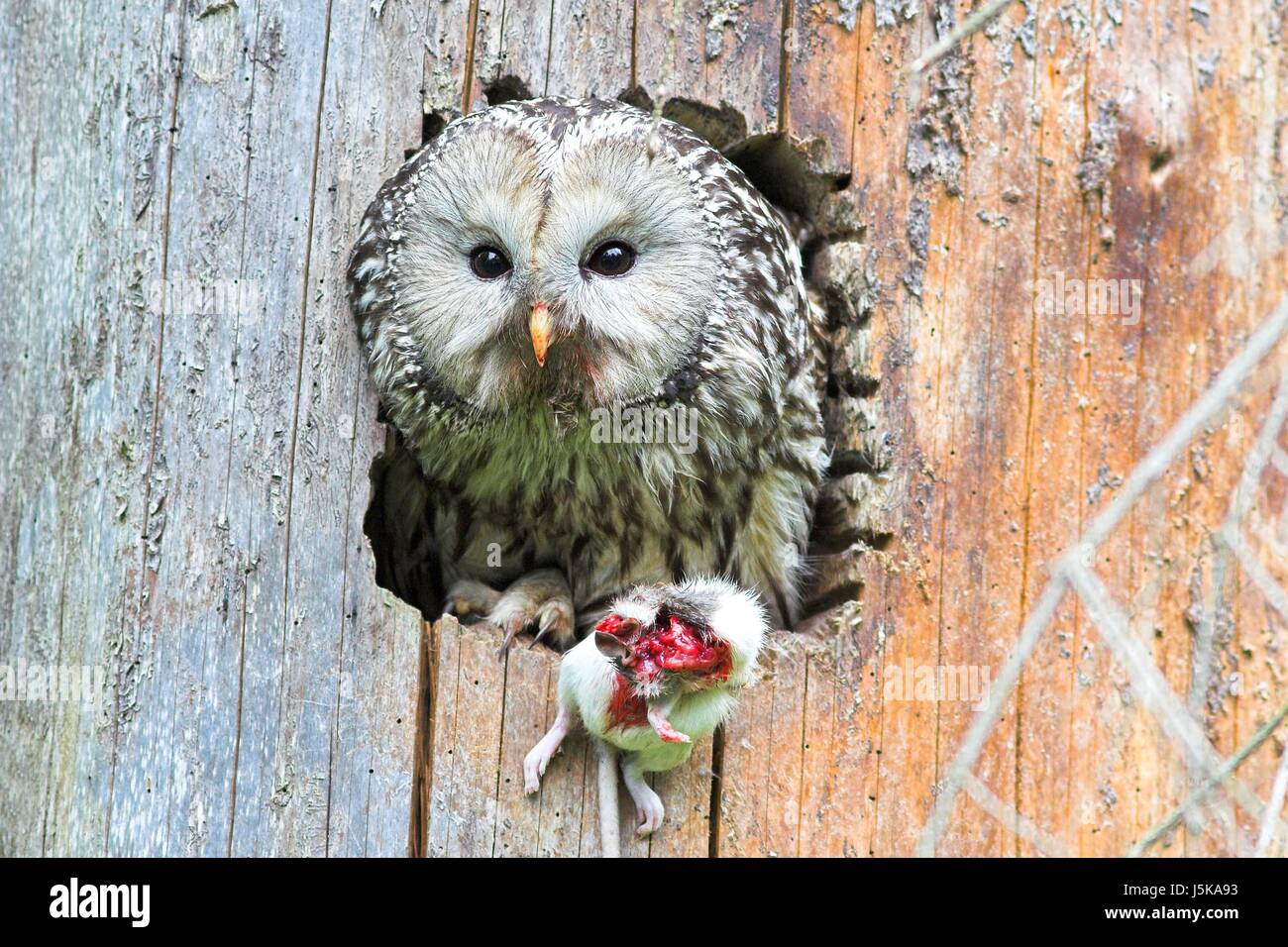 Predator prey food chain hi-res stock photography and images - Alamy