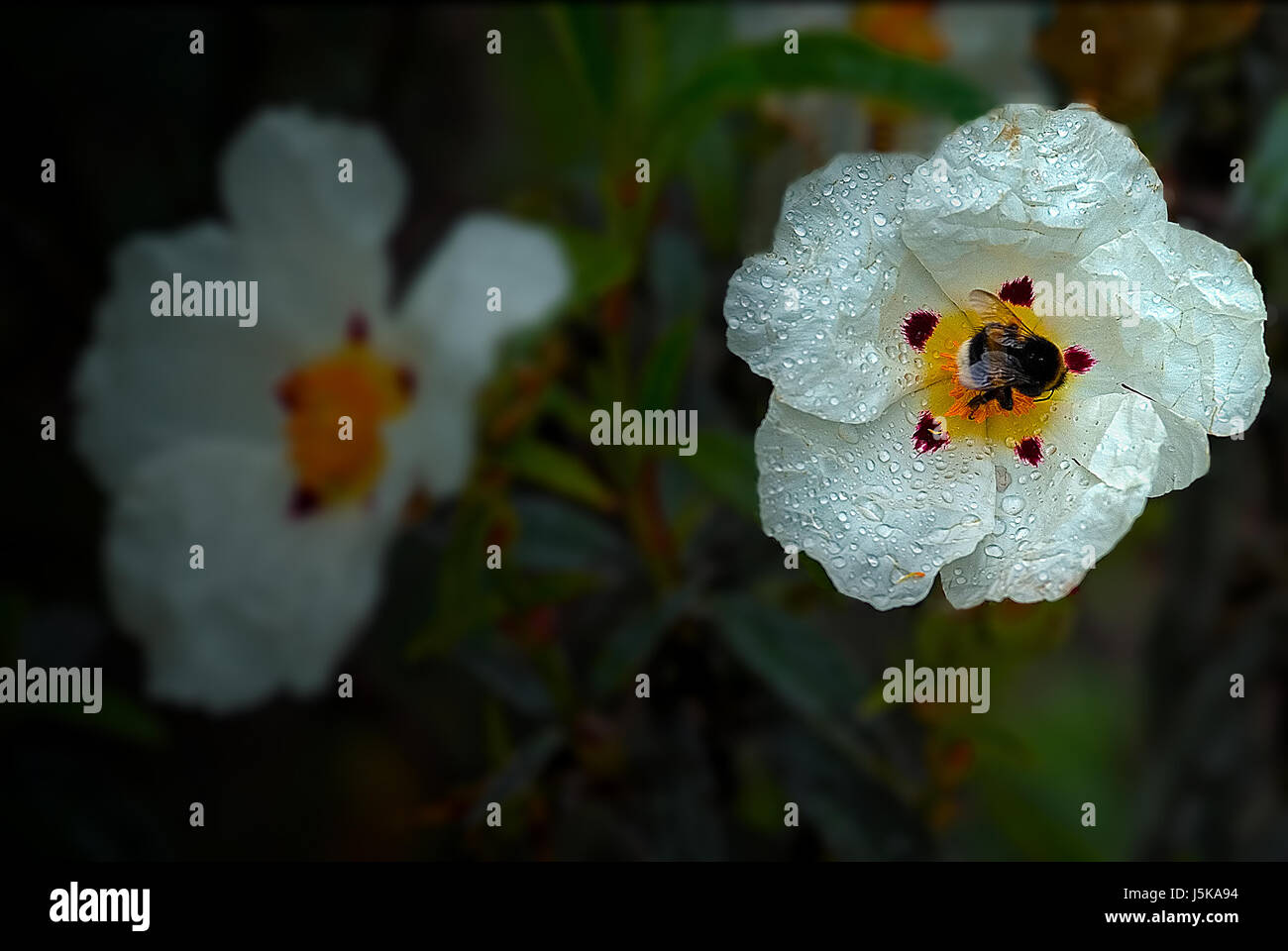 flower plant bloom blossom flourish flourishing raindrop drop drip ...