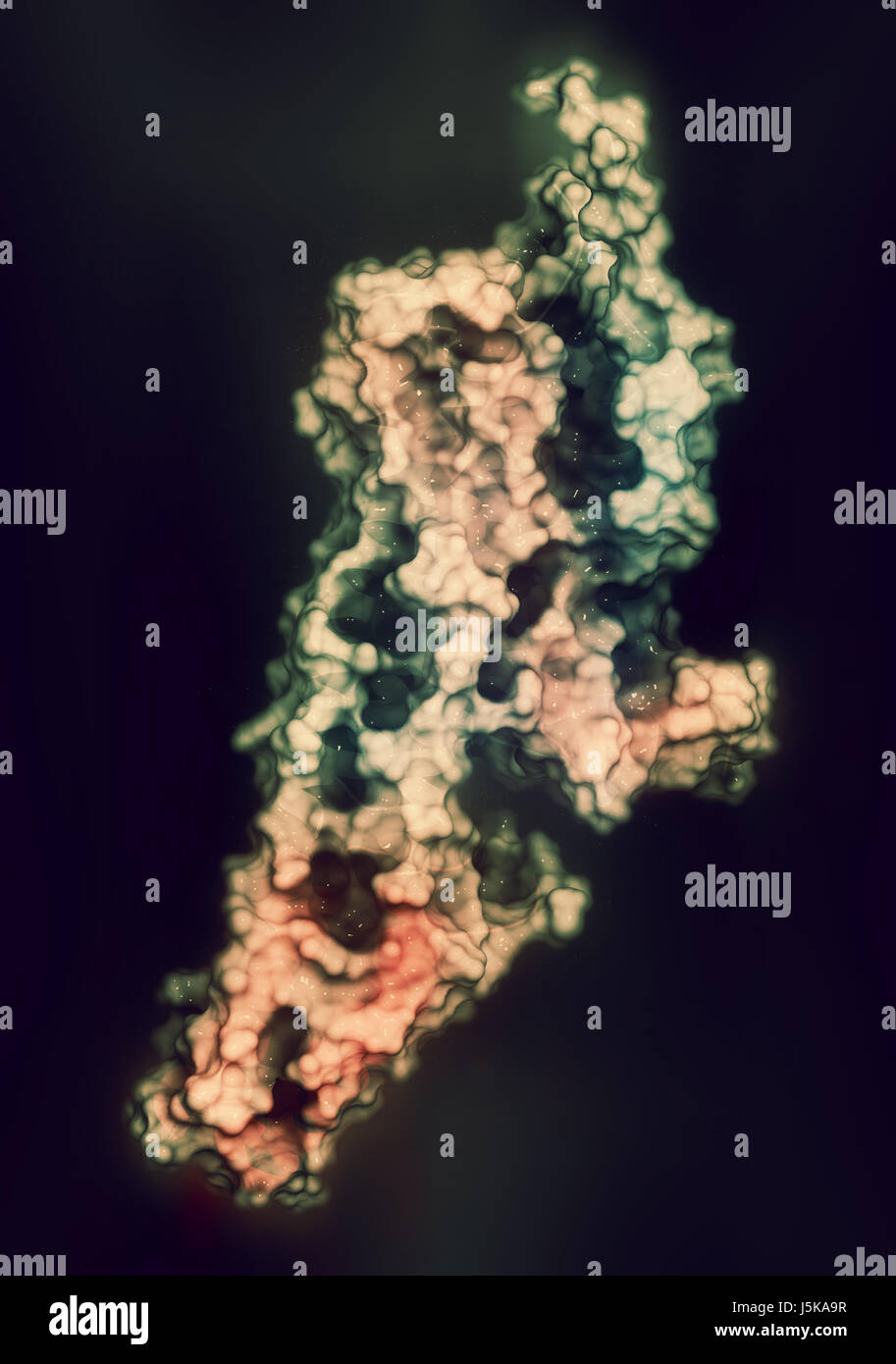 Serotonin receptor 5-HT2B protein. Shown in complex with an LSD ...