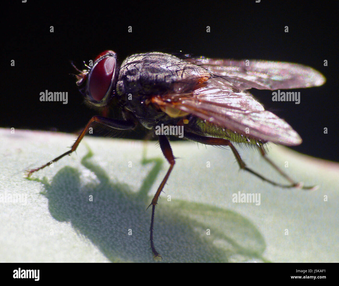 wing fly antenna bristles shaddow shadow shadows fliegenschatten Stock ...