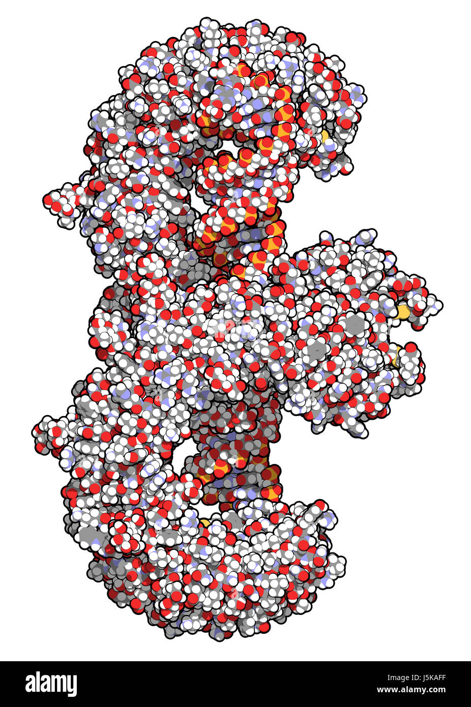 Toll-like receptor 3 (TLR3, murine, ectodomain) protein, bound to double-stranded RNA. Involved ...