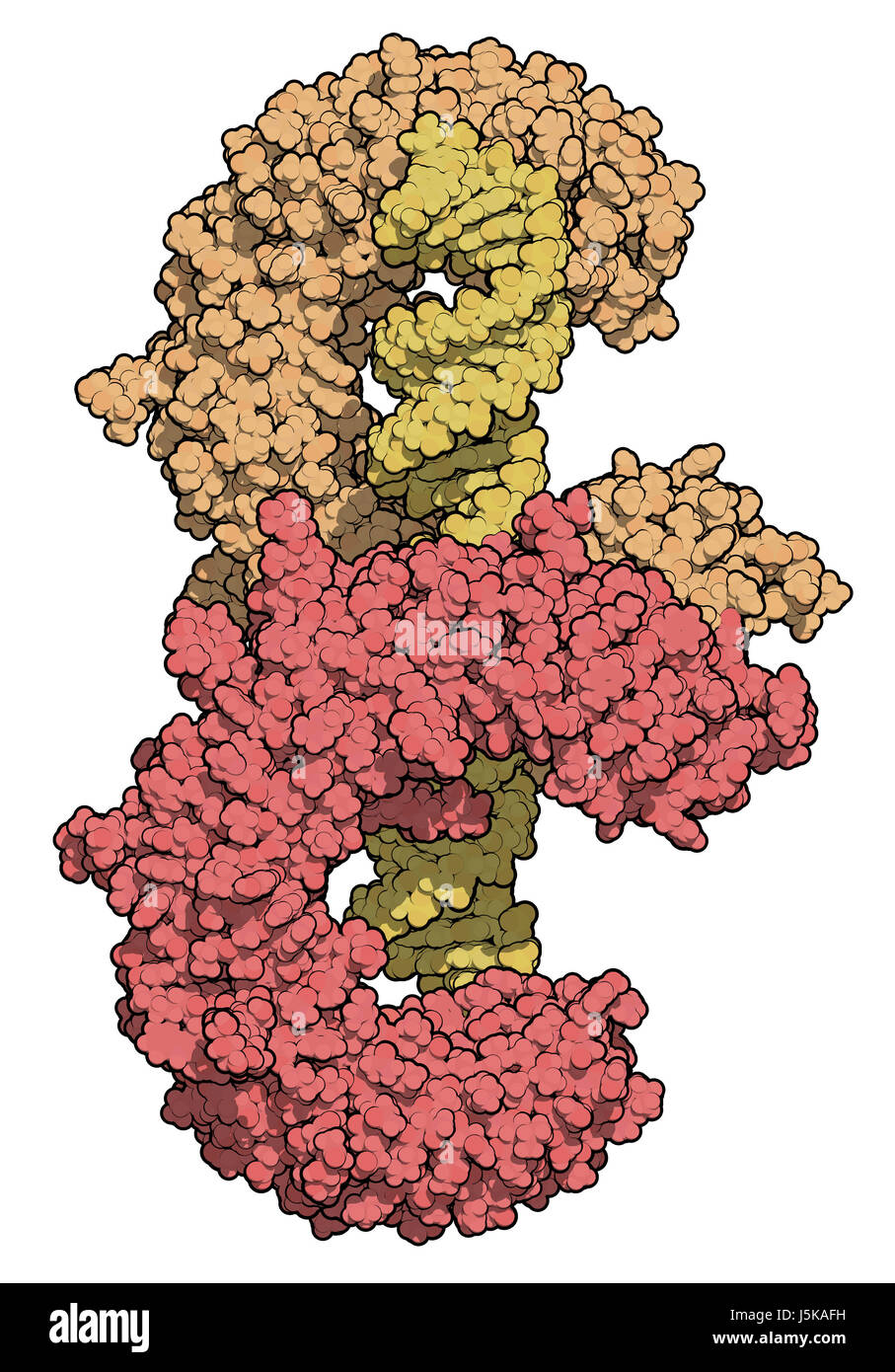 Toll like receptor 3 hi-res stock photography and images - Alamy Toll like receptor 3 hi-res stock photography and images - Alamy