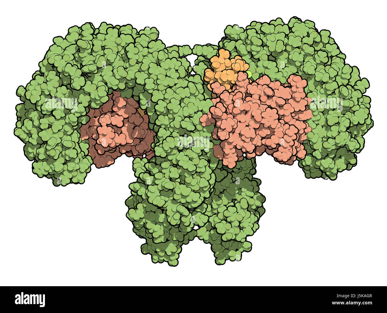 Toll-like receptor 4 (TLR4, extracellular domain, green) bound to ... Toll-like receptor 4 (TLR4, extracellular domain, green) bound to ...