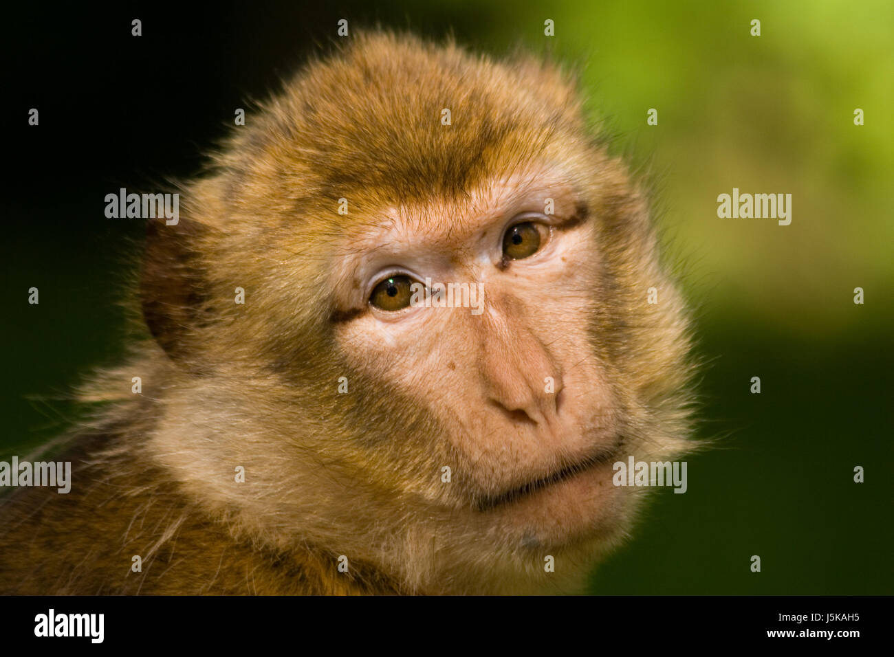 primates gibraltar africa sad monkey animal portrait europe look ...