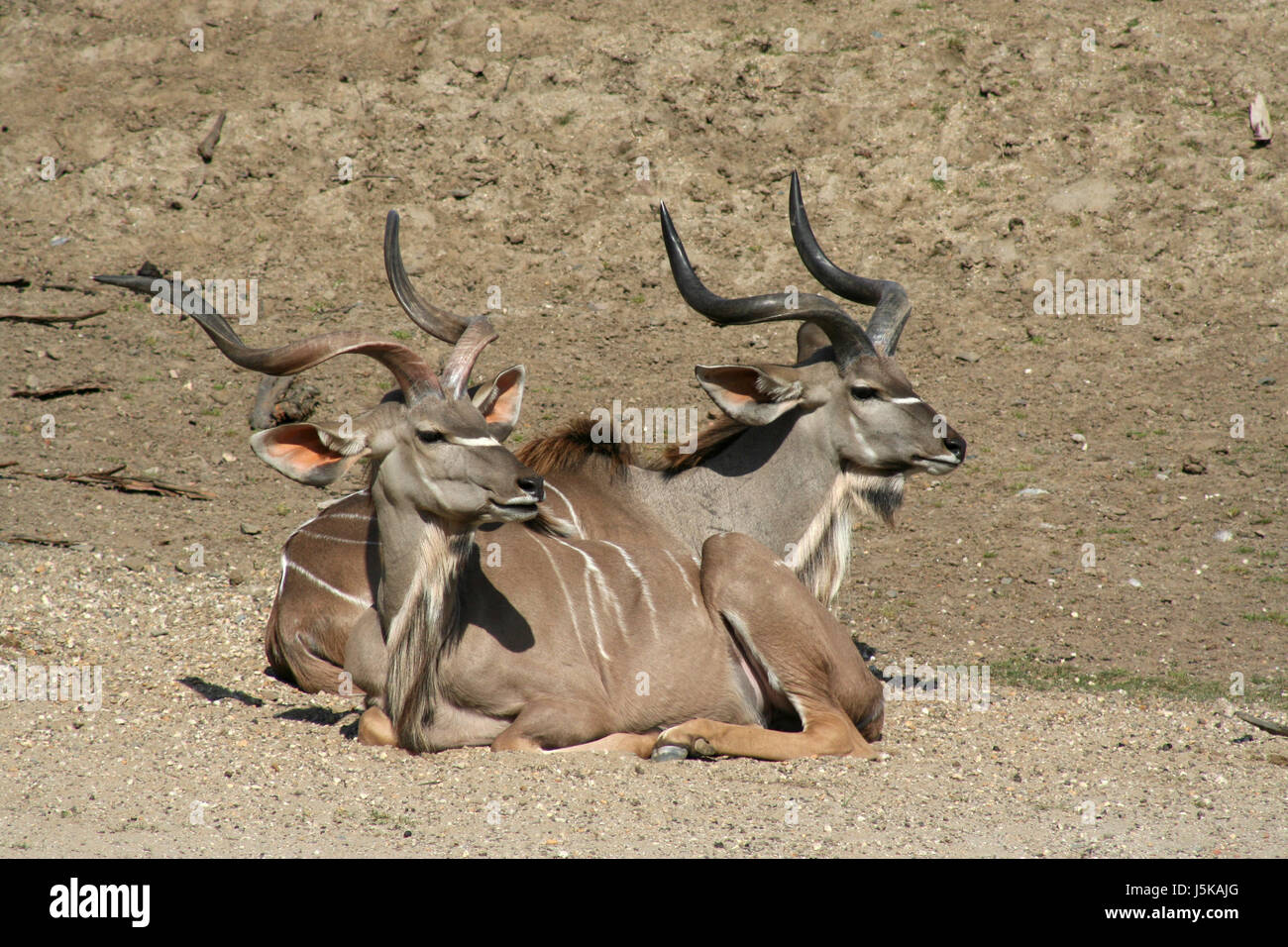 mammal africa duo steppe antelope ruminant facilitate ease resting ...