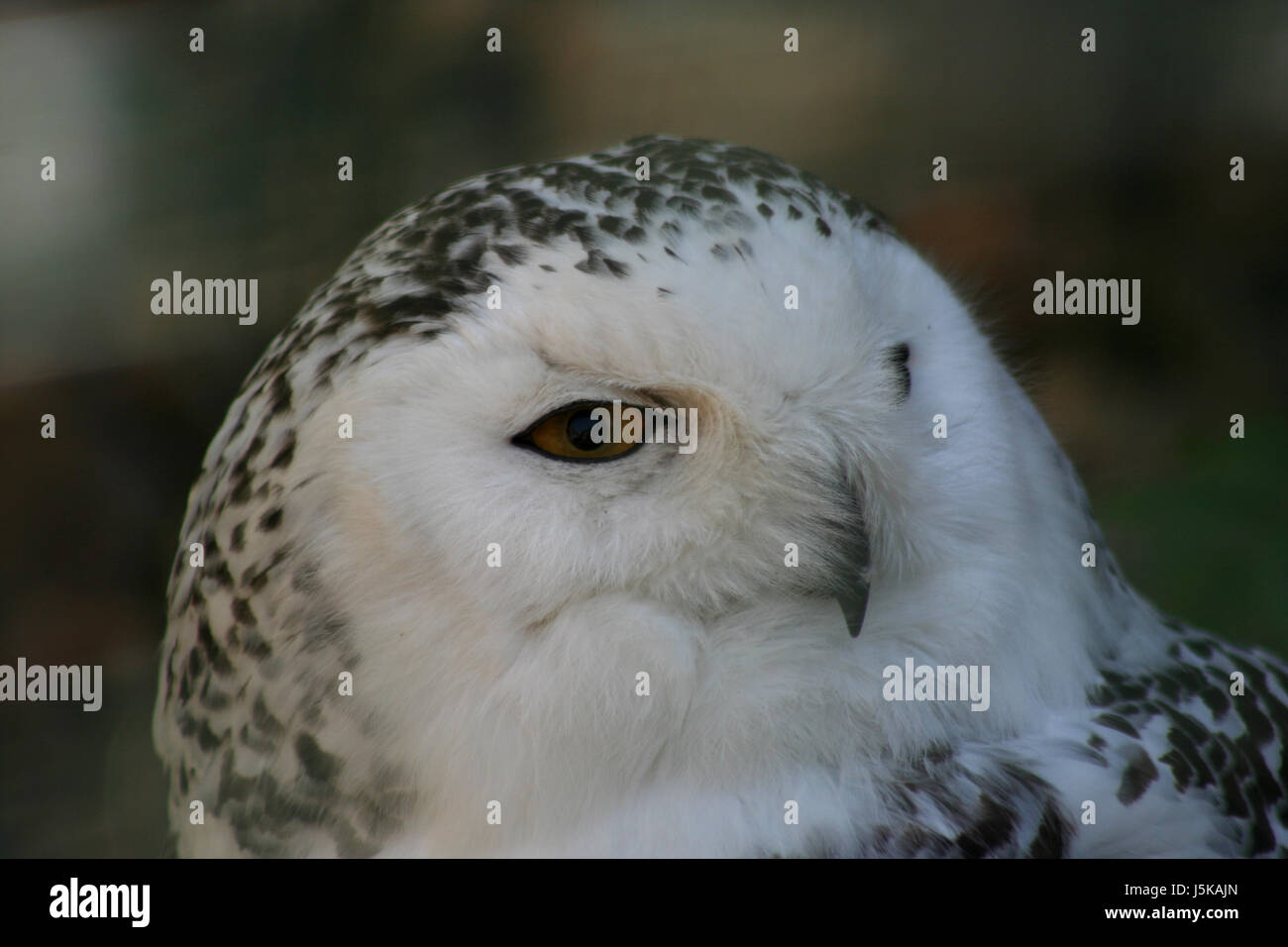 bird arctic watchful birds raptor look glancing see view looking ...