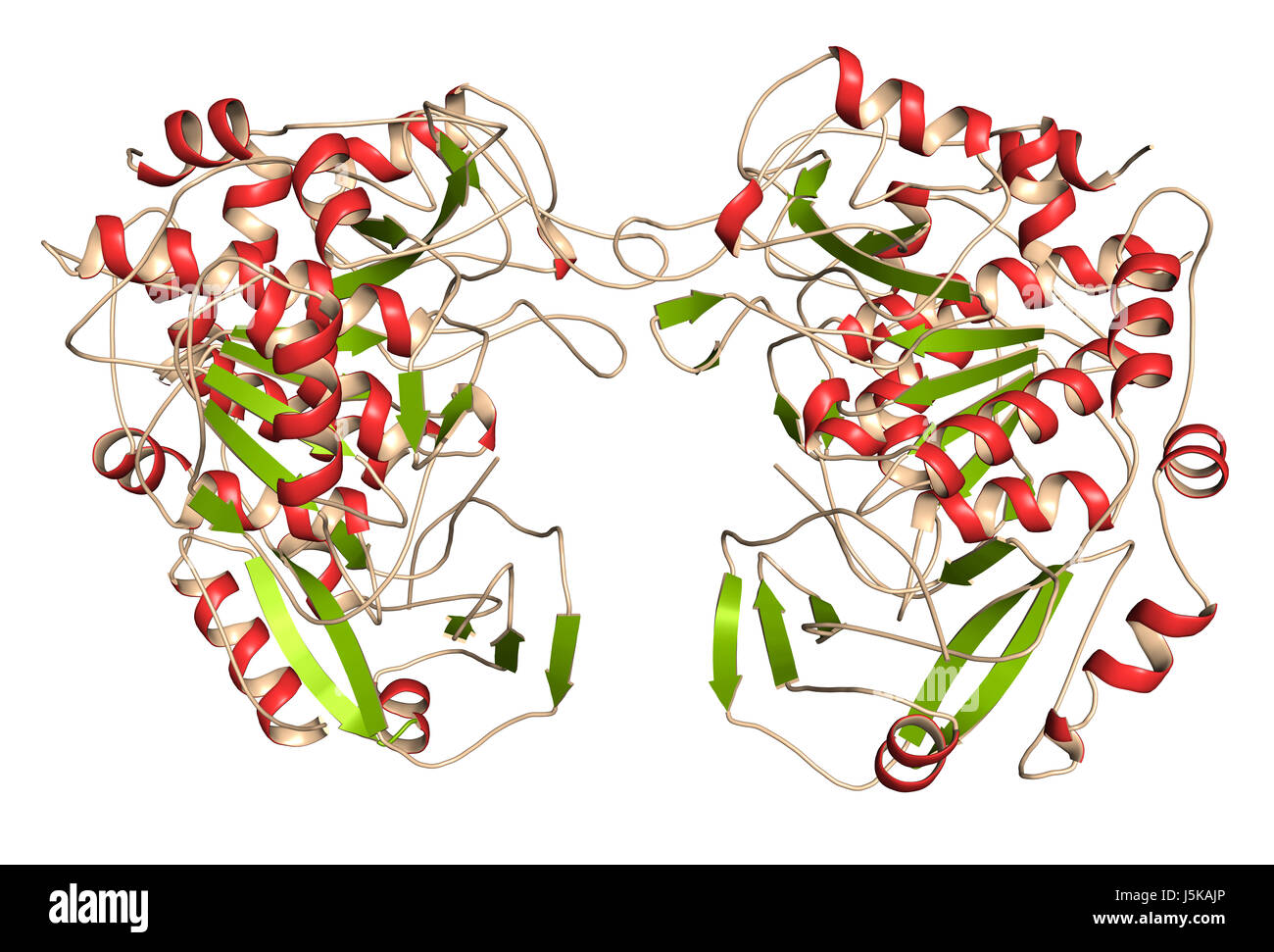 Peptidase hi-res stock photography and images - Alamy