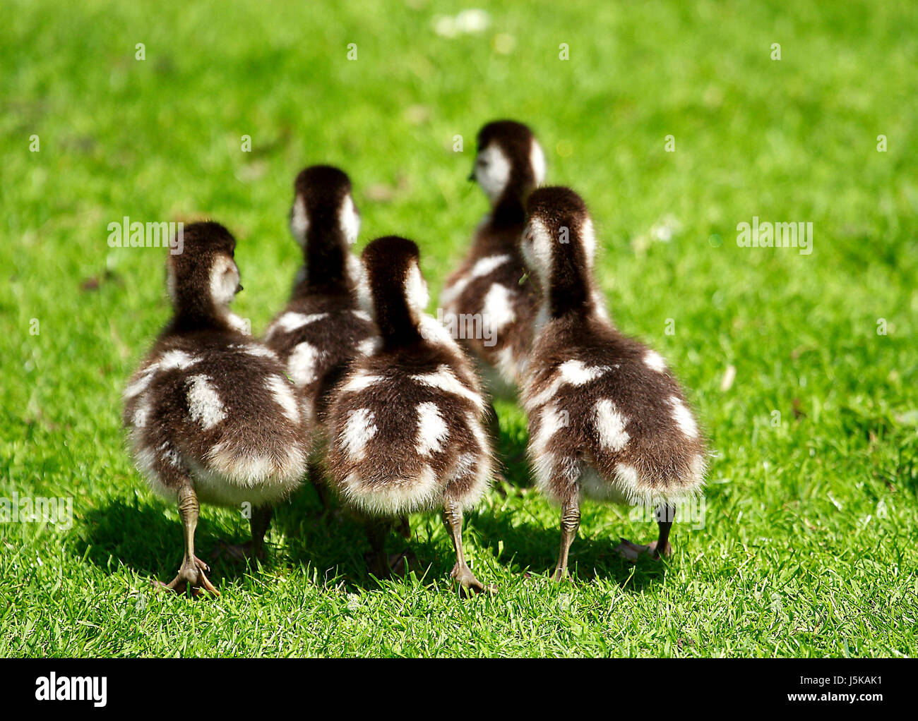 breeding offspring ducks march chick hike go hiking ramble breeding ...