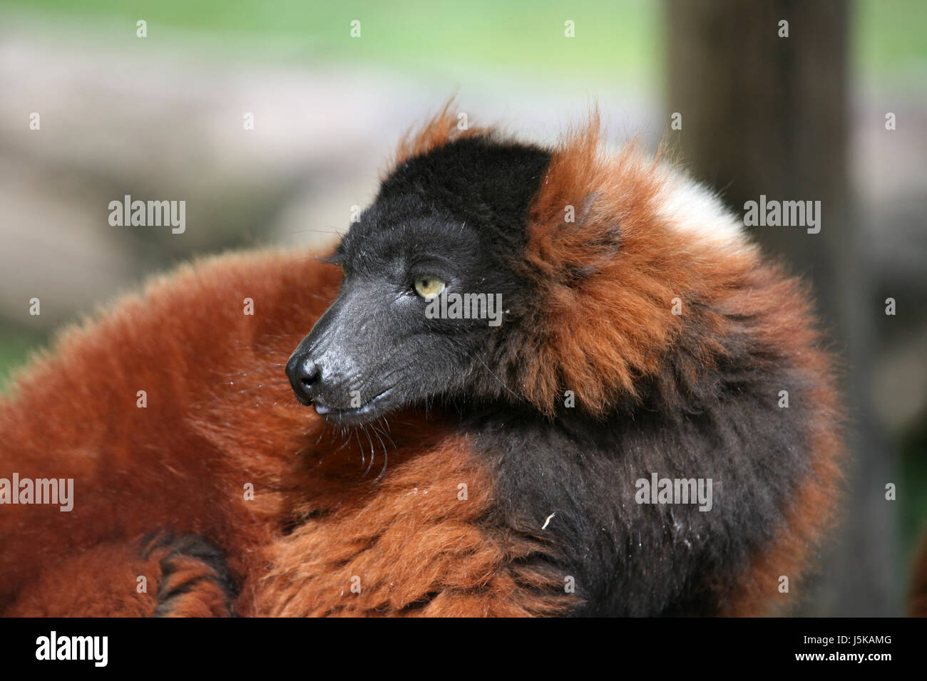 animal monkey blank european caucasian skin hairy rare zoom lemures ...