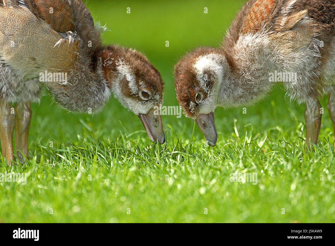 Child goose fish hi-res stock photography and images - Alamy