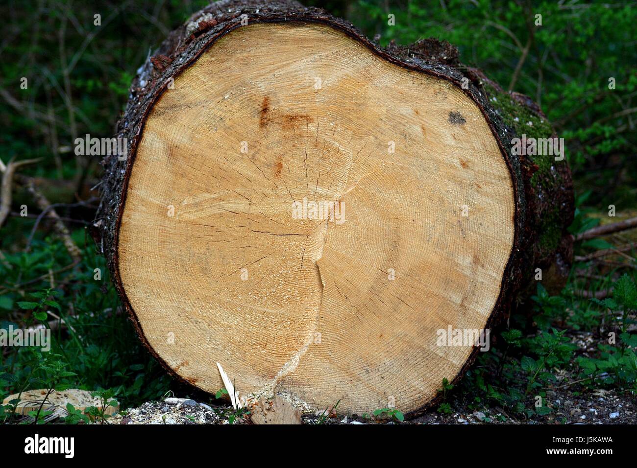 120 years hi-res stock photography and images - Alamy