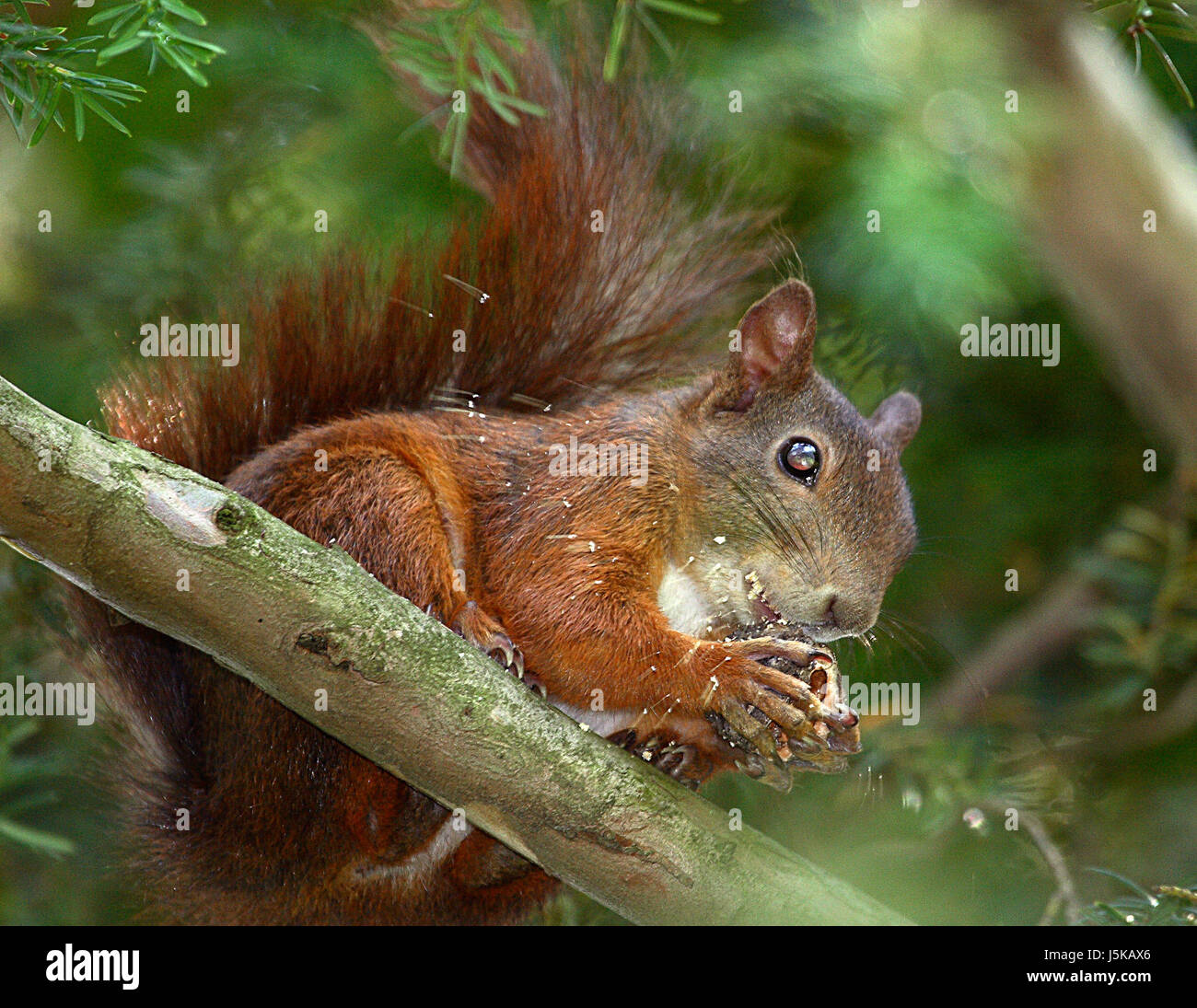 rodent look glancing see view looking peeking looking at pose squirrel ...
