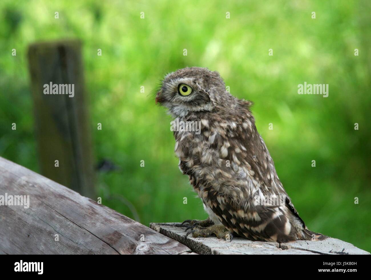 animal bird green wood birds eyes look glancing see view looking ...