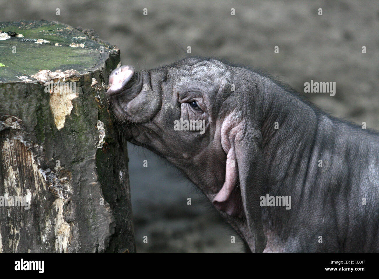 Tierlehre hi-res stock photography and images - Alamy