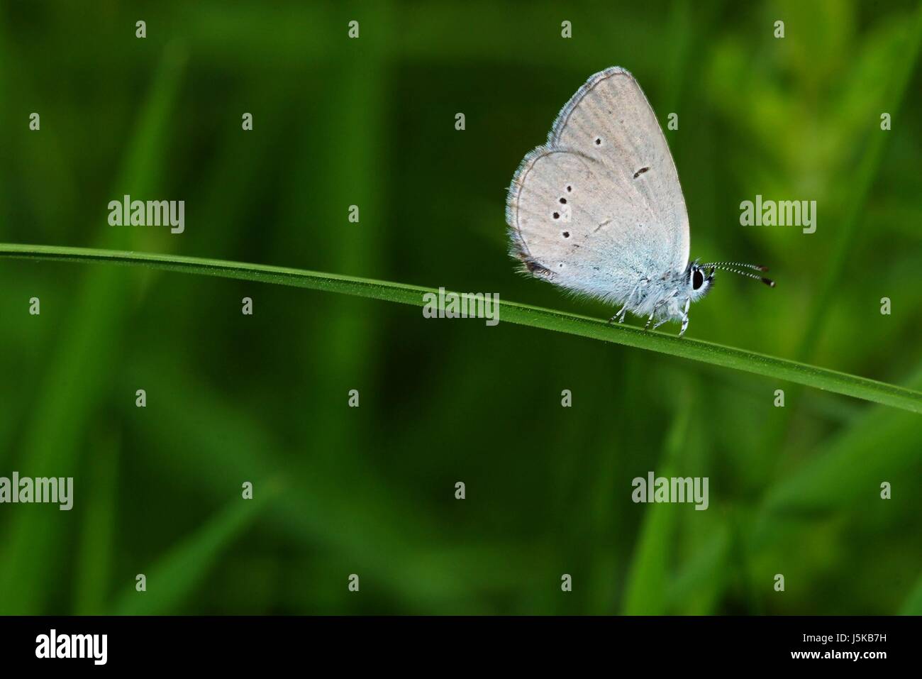 blue animal insect insects butterfly animals small tiny little short ...