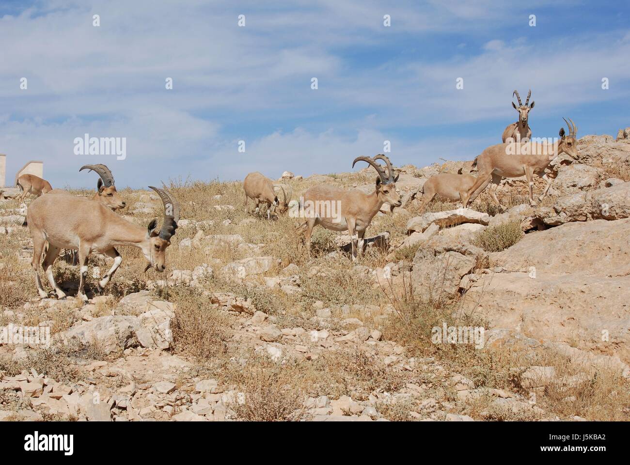 animal animals portrait animal portrait dryness wildlife dry dried up ...
