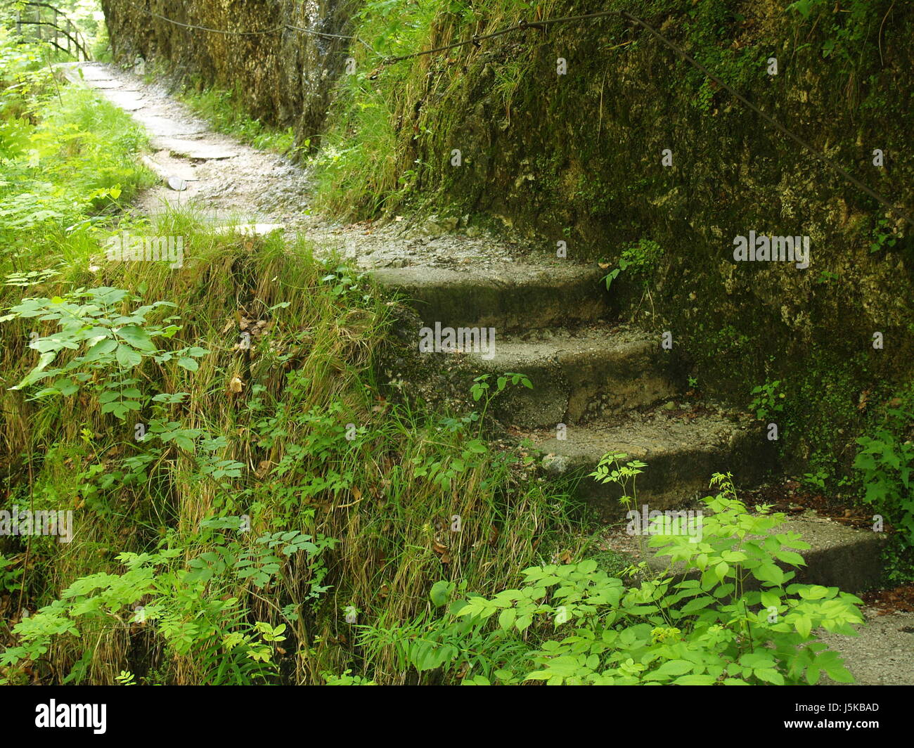 stairs tree trees mountains bridge hike go hiking ramble rock bavaria ...